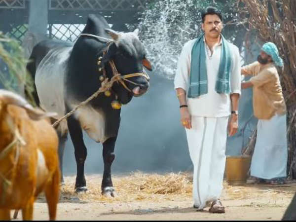 కాటమరాయుడు చిత్రంలోని ఎద్దు మృతి.. సైరాలో కూడా, అప్పటి నుంచి ...